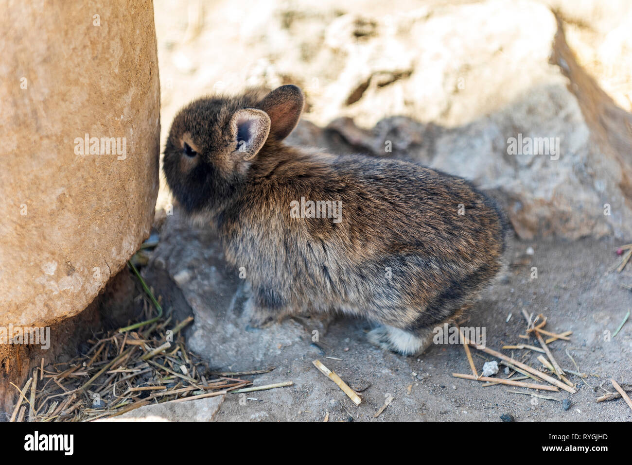 Small baby brown rabbit Stock Photo - Alamy