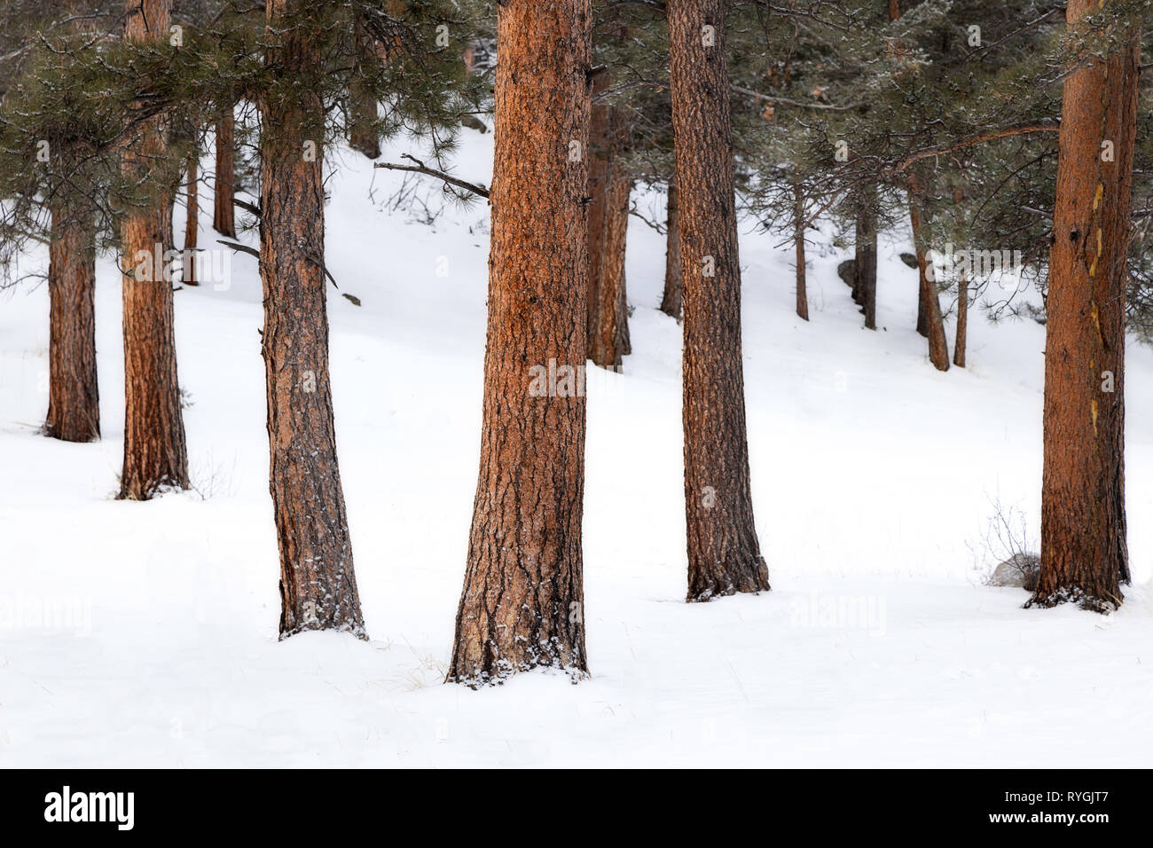 Fresh fallen snow on pine tree hi-res stock photography and images - Alamy