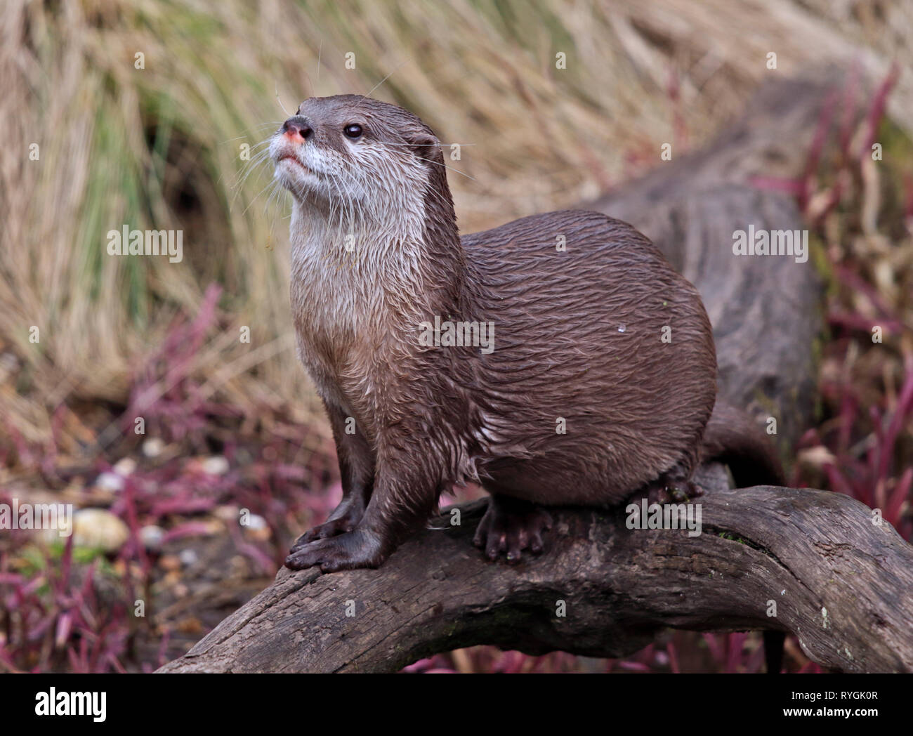 Asian Small Clawed Otter (aonyx cinerea Stock Photo - Alamy