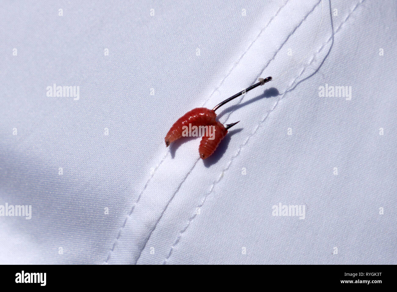 Maggot fly larva on a fishing hook close up with blurry green ...