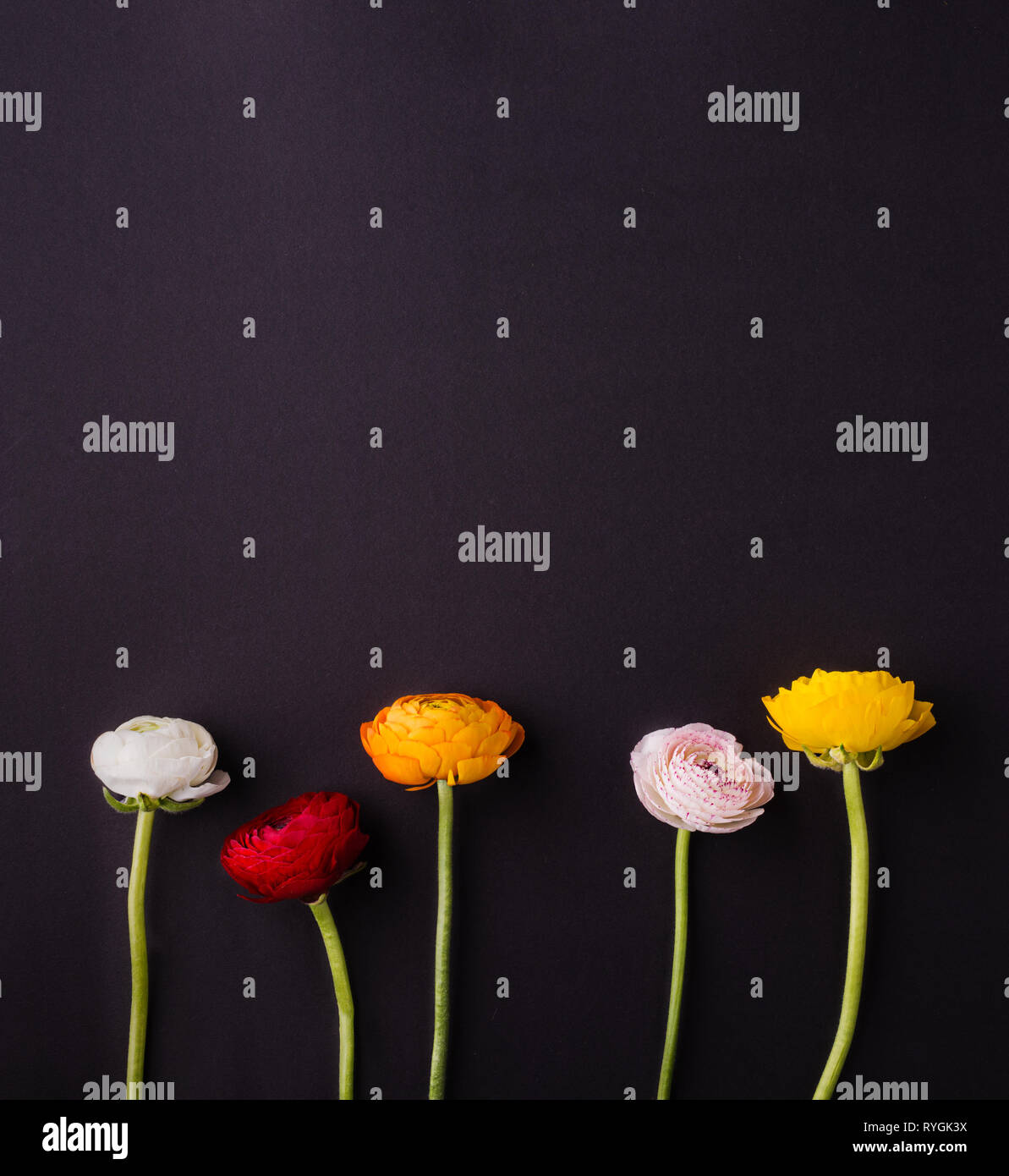 Colorful ranunculus flowers on a dark background. Studio shot. Flat lay ...