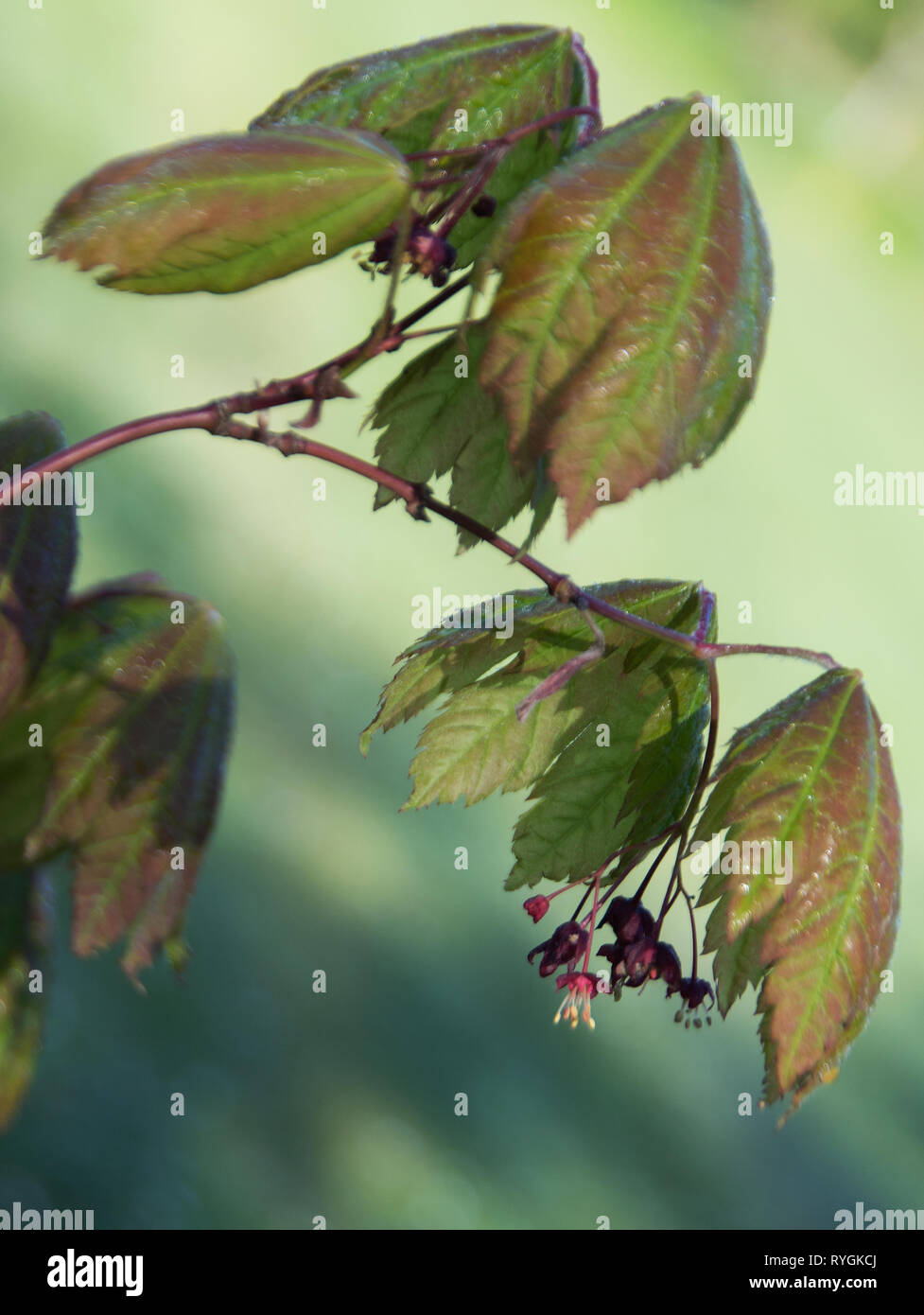 Acer rubrum flower hi-res stock photography and images - Alamy