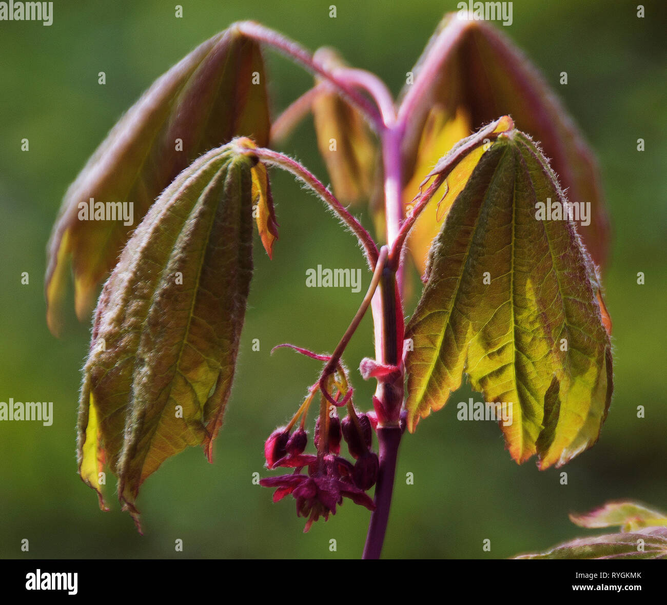 Acer rubrum flower hi-res stock photography and images - Alamy