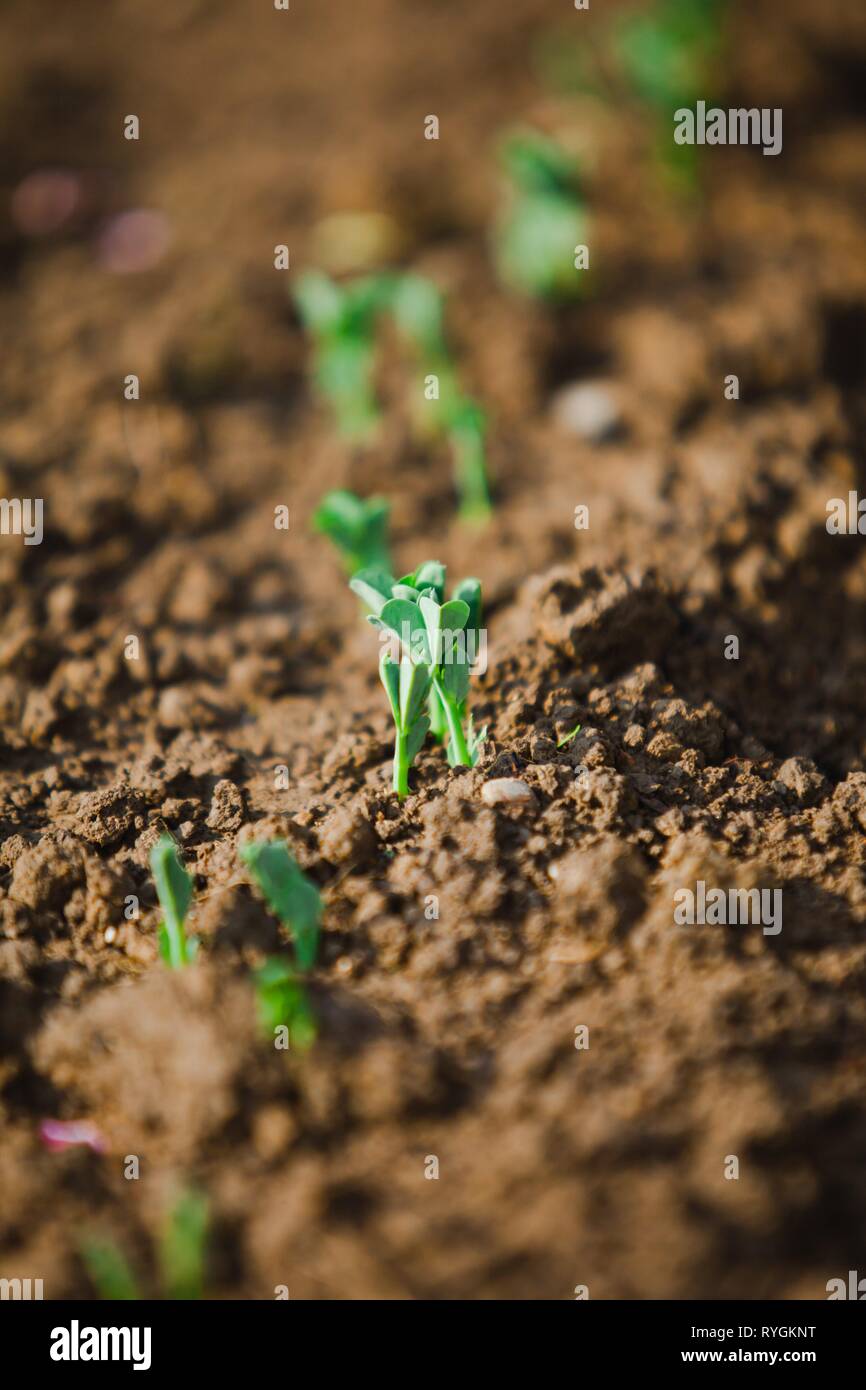 Small plants of peas growing in th garden. Spring time is coming ...