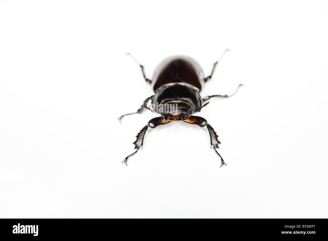 The shiny black beetle with six spiky legs. Front view on white ...