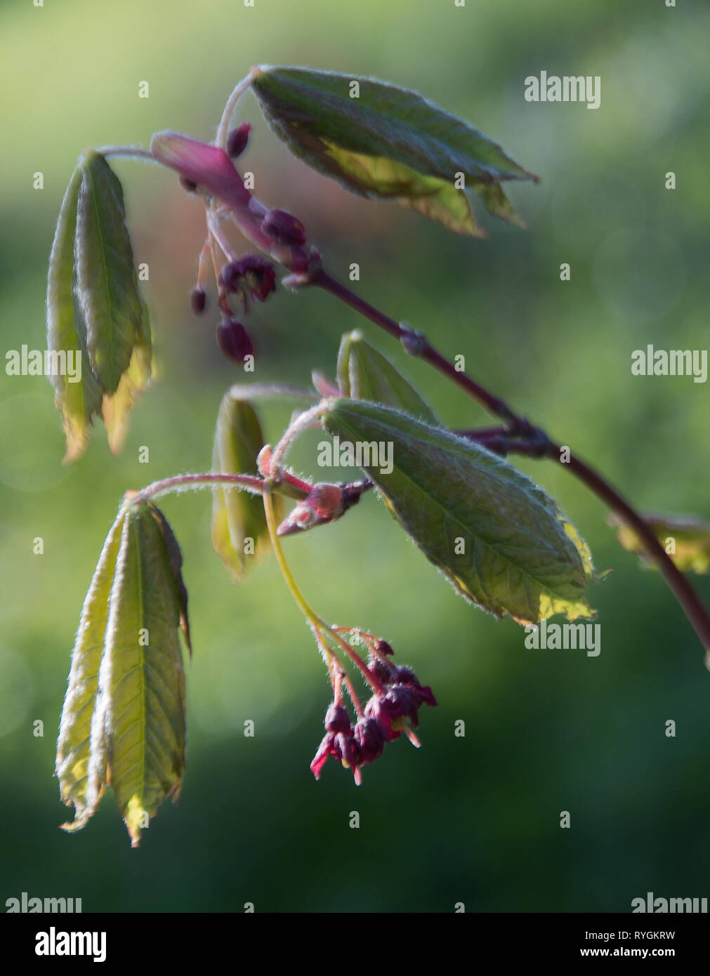 Acer rubrum flower hi-res stock photography and images - Alamy