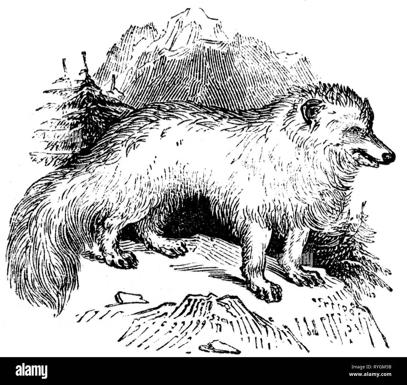 Wood cut engraved illustration, taken from 'The Treasury of Natural ...