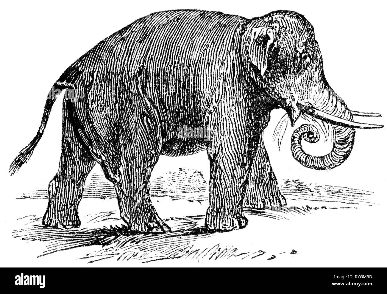 Elephas maximus drawing hi-res stock photography and images - Alamy