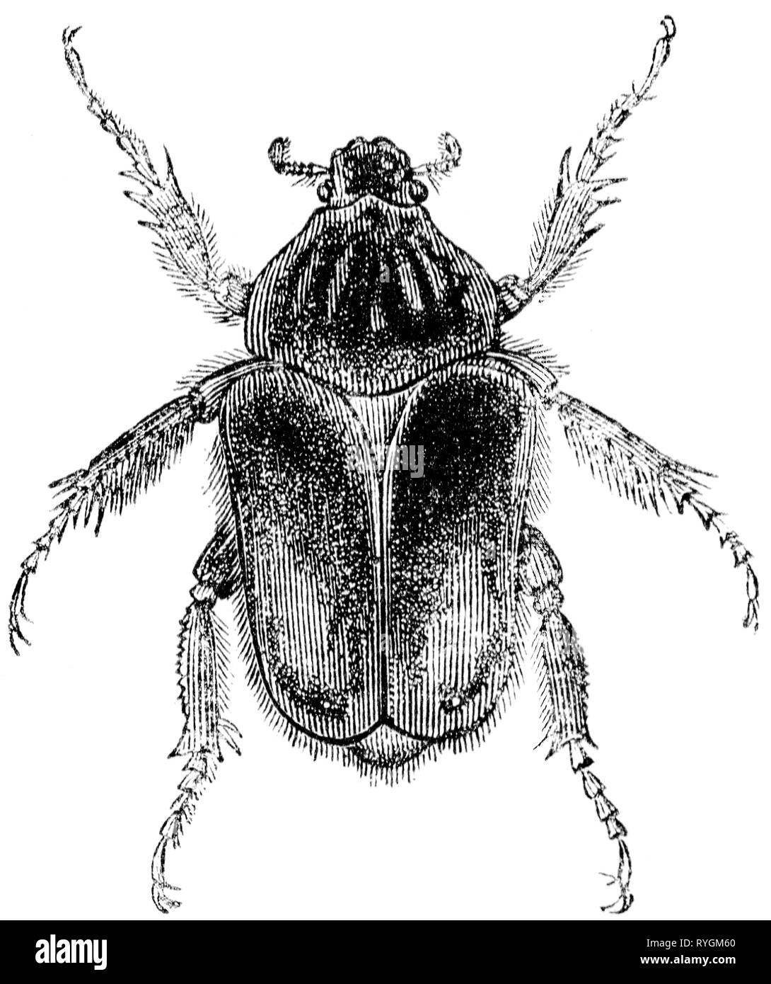 Goliath beetle Cut Out Stock Images & Pictures - Alamy