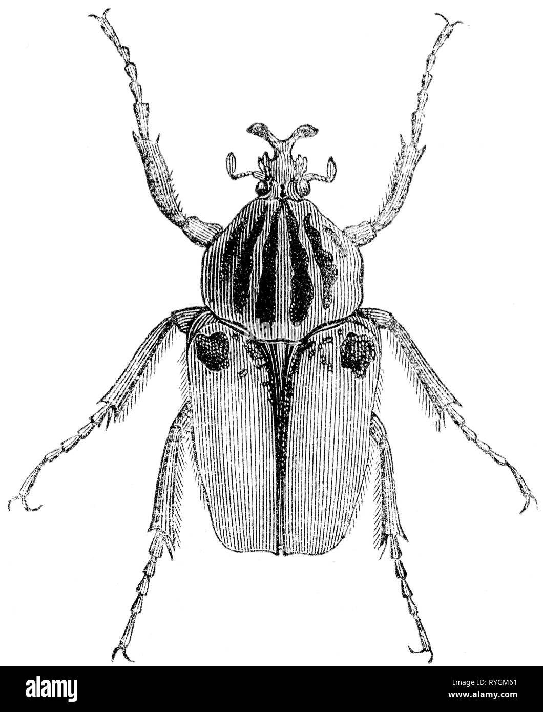 Goliath beetle Cut Out Stock Images & Pictures - Alamy