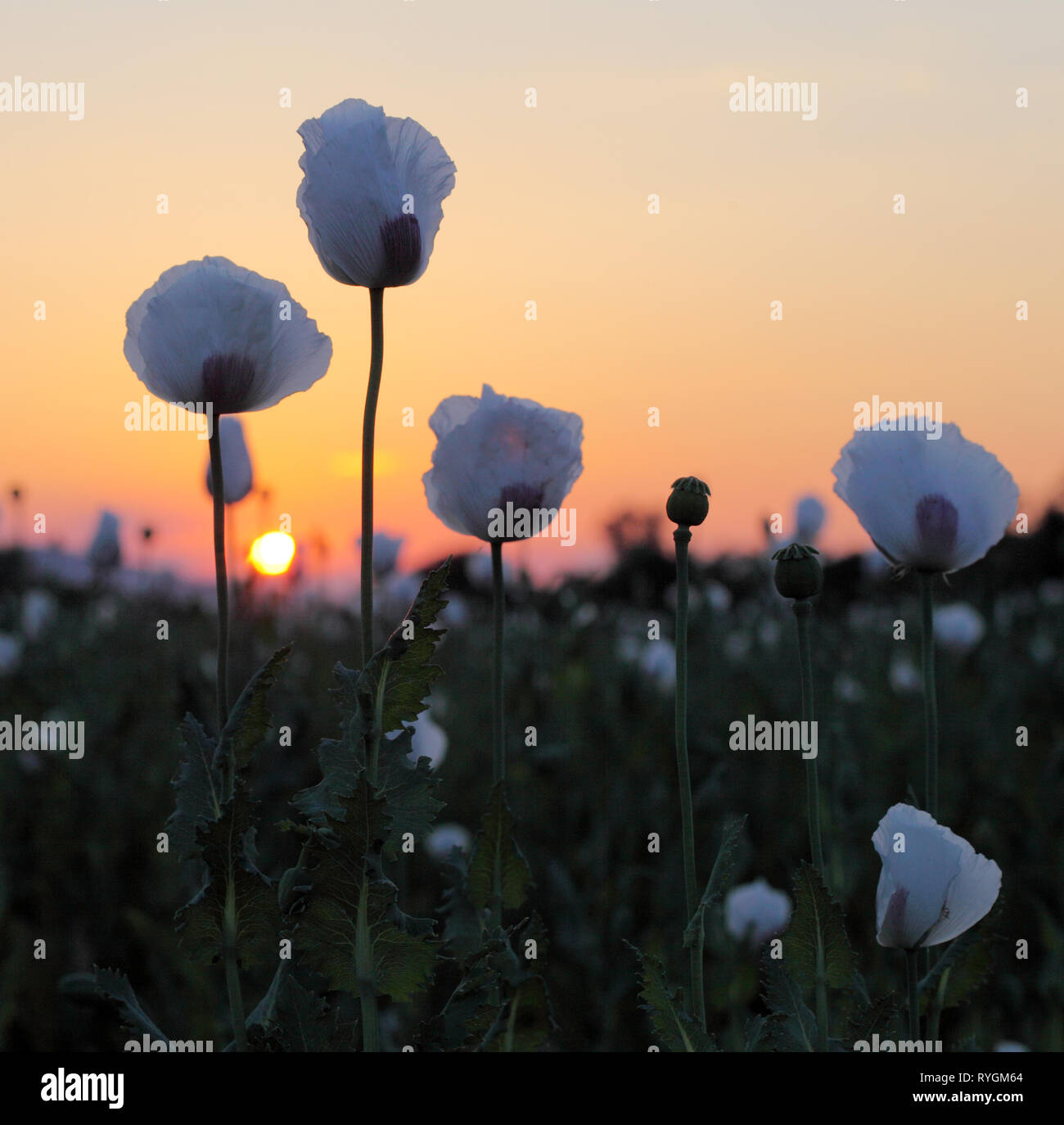 Poppy field sunset hi-res stock photography and images - Alamy