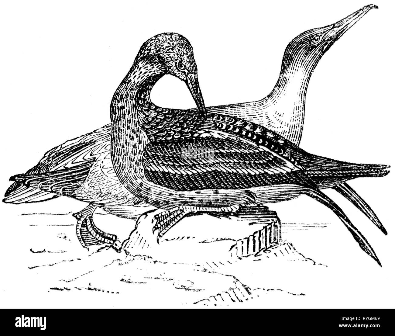 Wood cut engraved illustration, taken from 'The Treasury of Natural ...