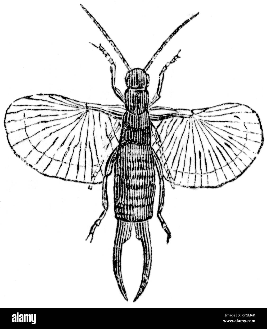 Common earwig european earwig forficula hi-res stock photography and ...