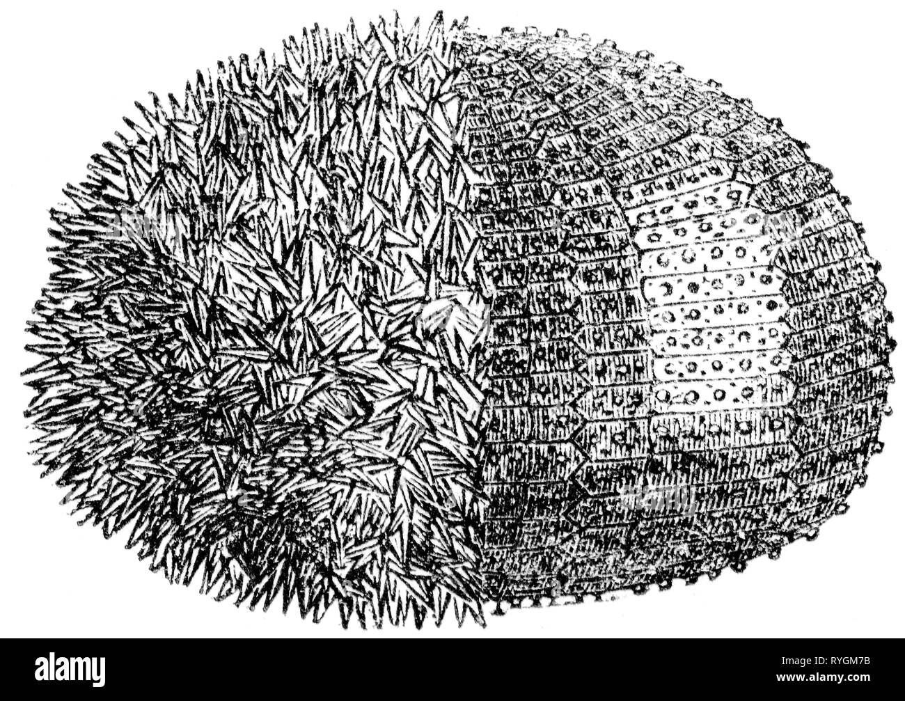 Wood cut engraved illustration, taken from 'The Treasury of Natural ...