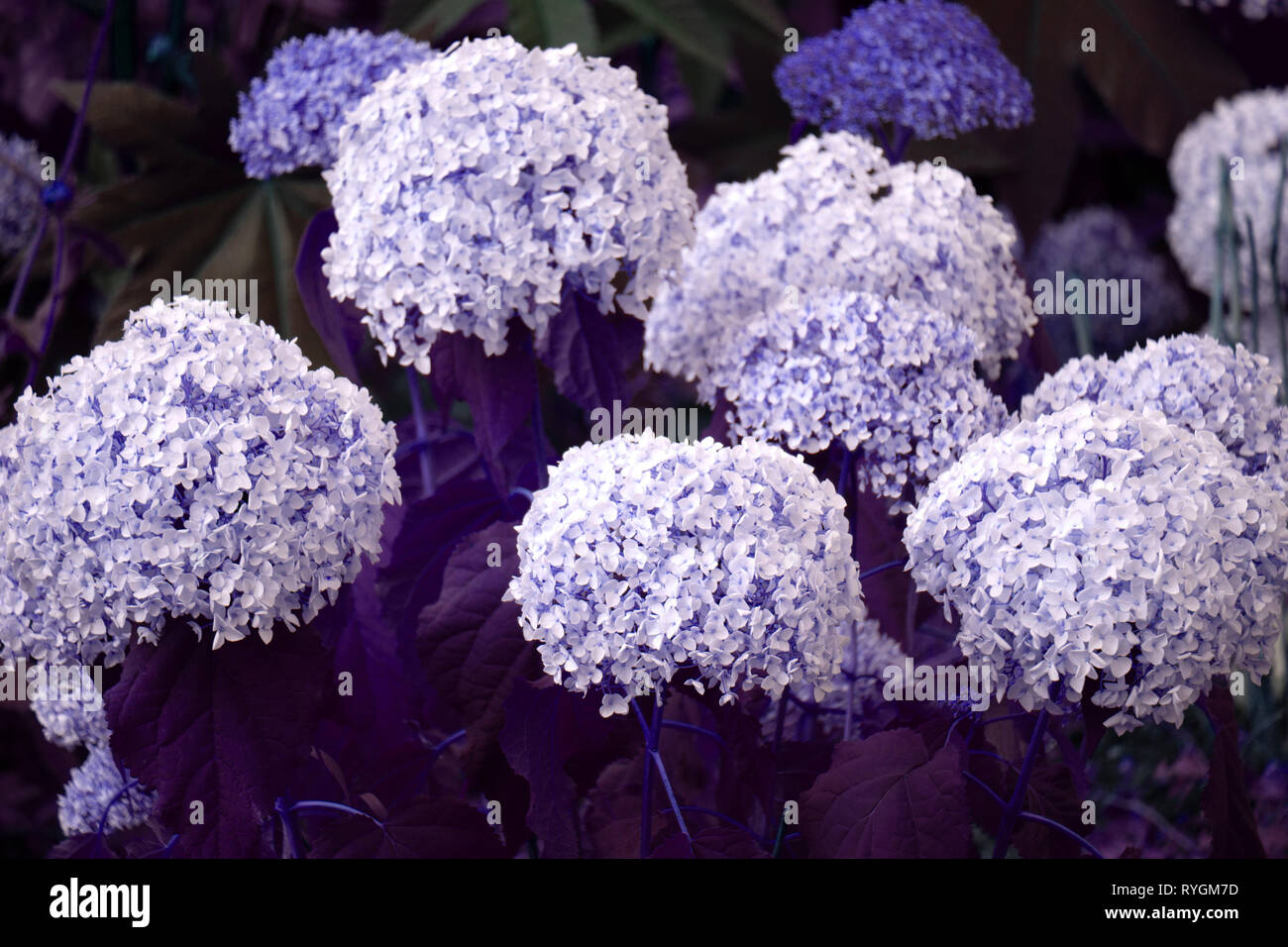 Hydrangea flowers Hydrangea macrophylla petal abstract blue Stock Photo ...