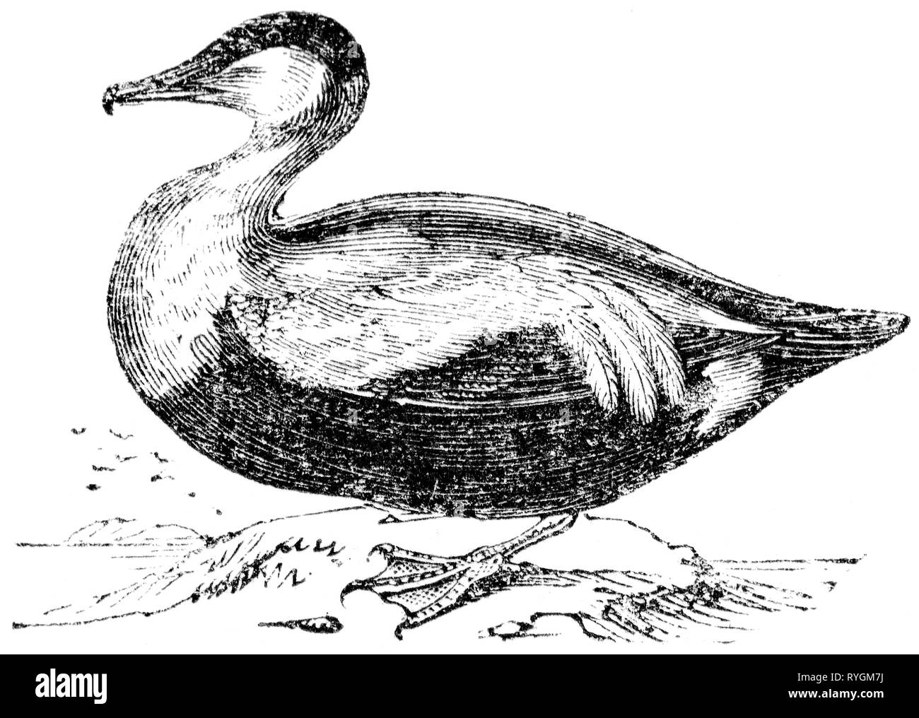 Wood cut engraved illustration, taken from 'The Treasury of Natural ...