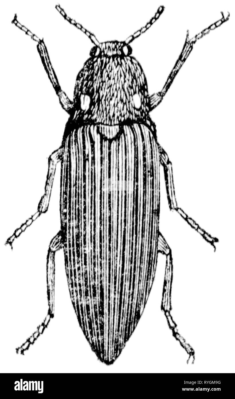 Fire fly elater pyrophorus noctilucus hi-res stock photography and ...