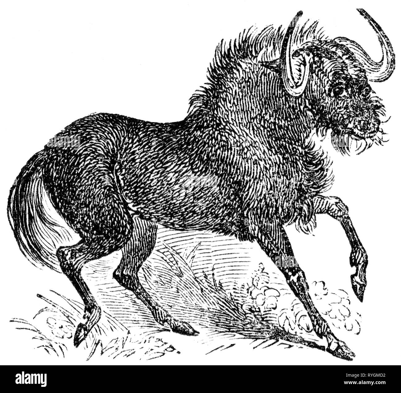 Wood cut engraved illustration, taken from 'The Treasury of Natural ...