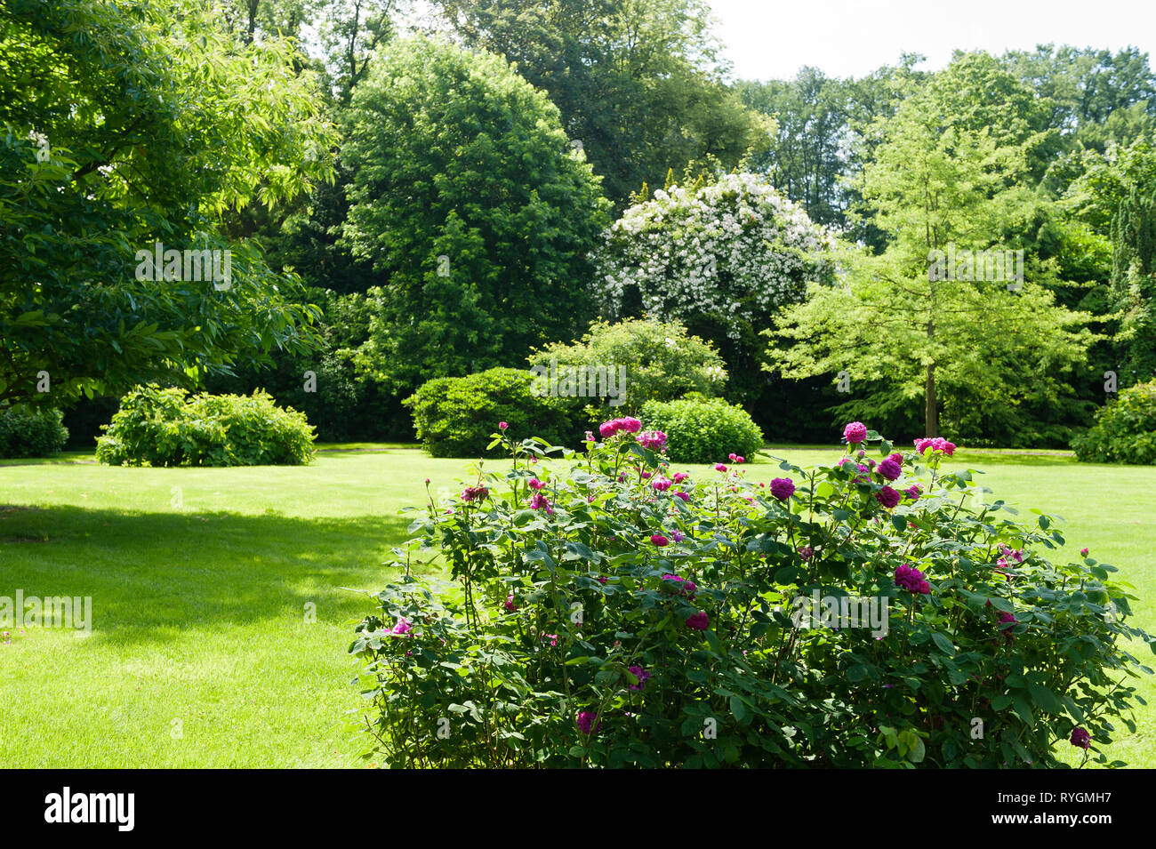 Flowers on lawn by trees Stock Photo - Alamy