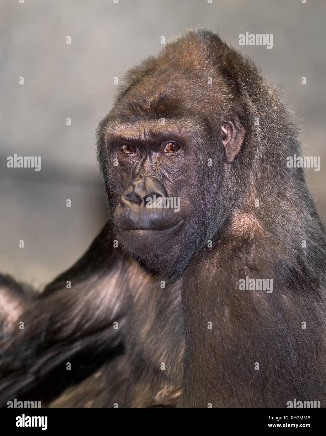Adult female western lowland gorilla portrait Stock Photo - Alamy