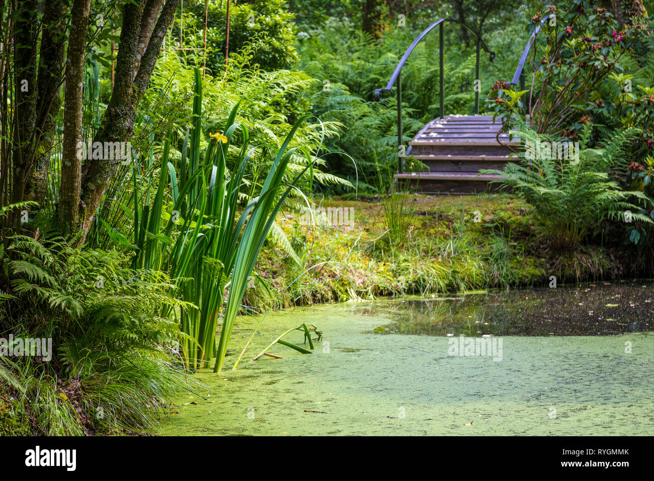 wonderful green Garden on Inish Beg Stock Photo - Alamy