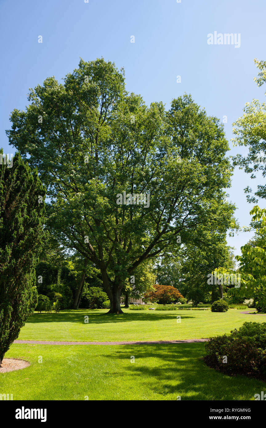 Trees by lawn Stock Photo - Alamy