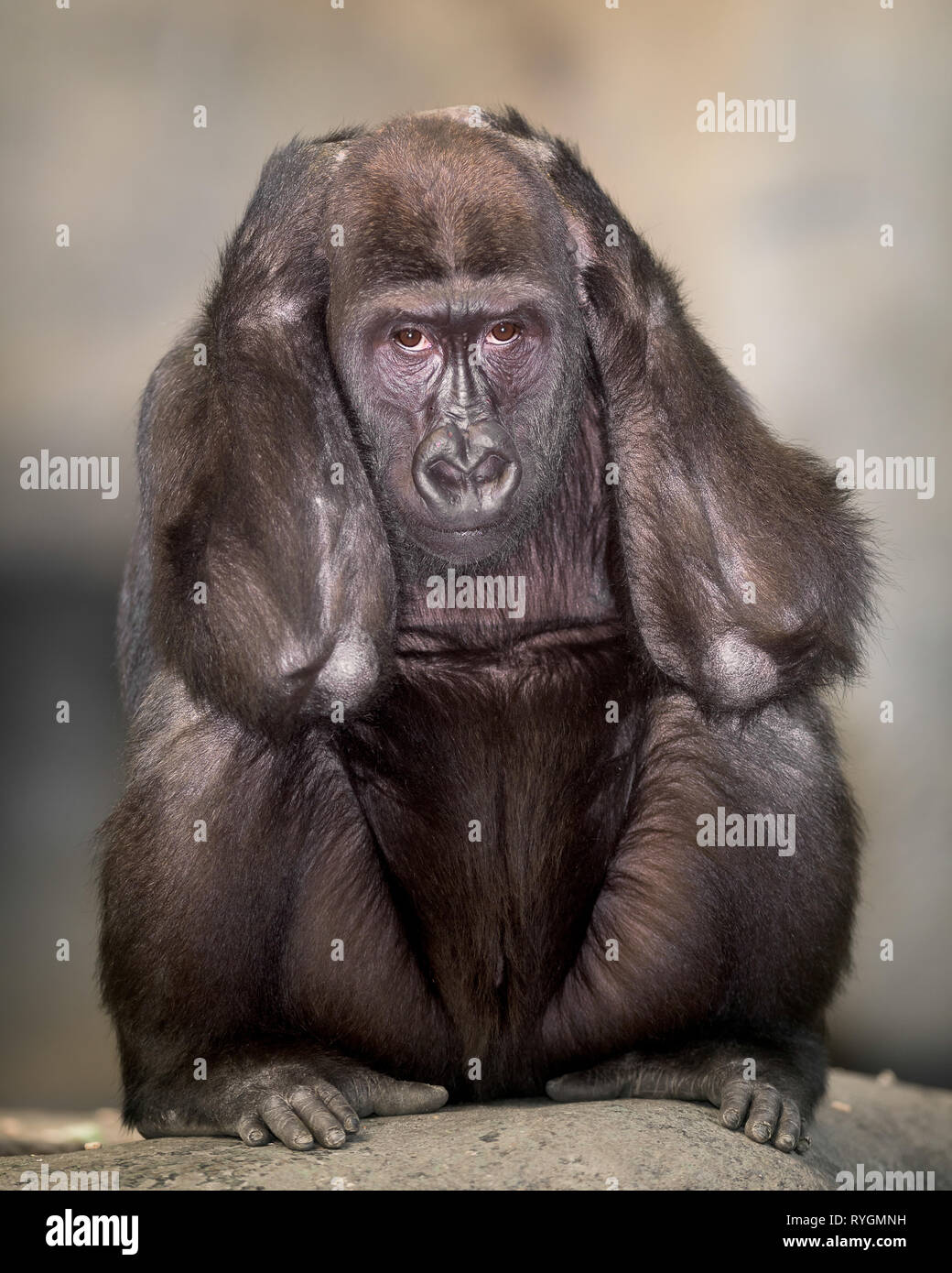 Adult female western lowland gorilla portrait with hands covering ears ...
