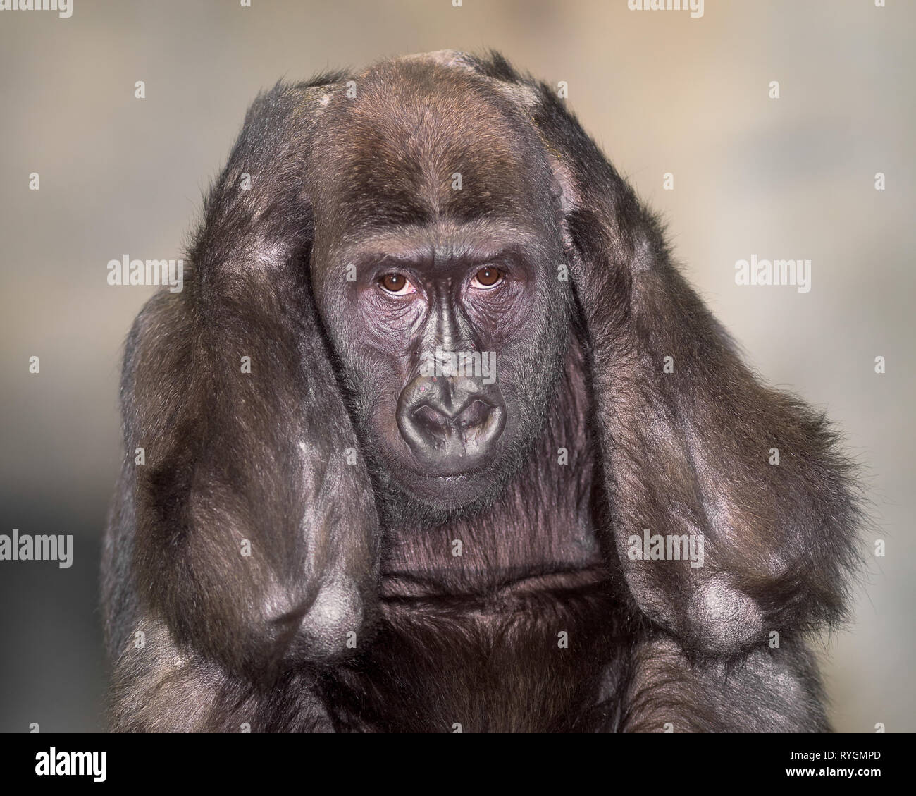 Animals Looking Confused