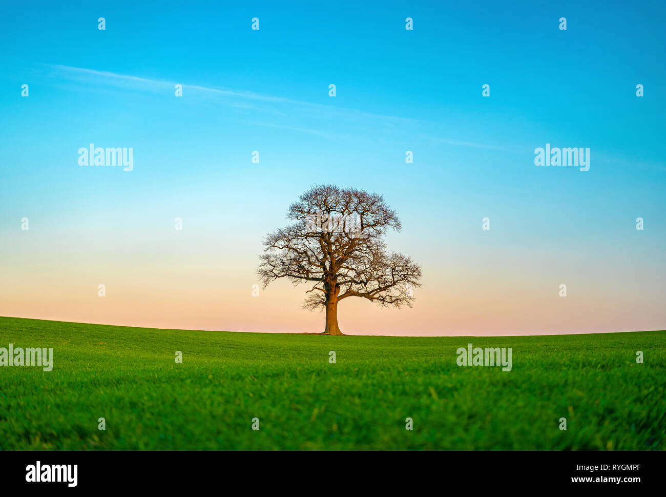 Lone Tree at Sunset Stock Photo - Alamy