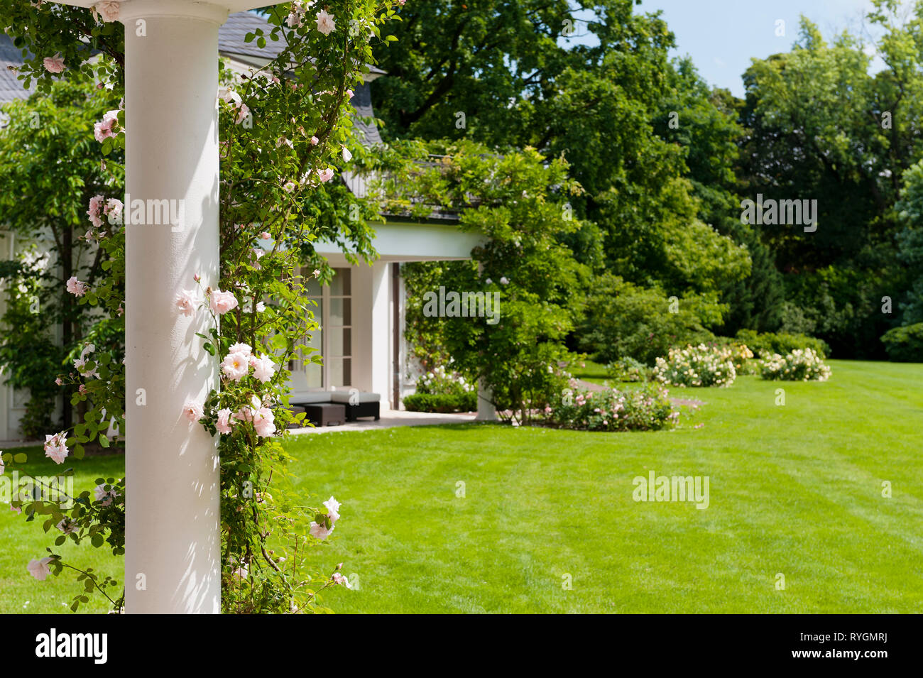Roses garden climbing hi-res stock photography and images - Alamy