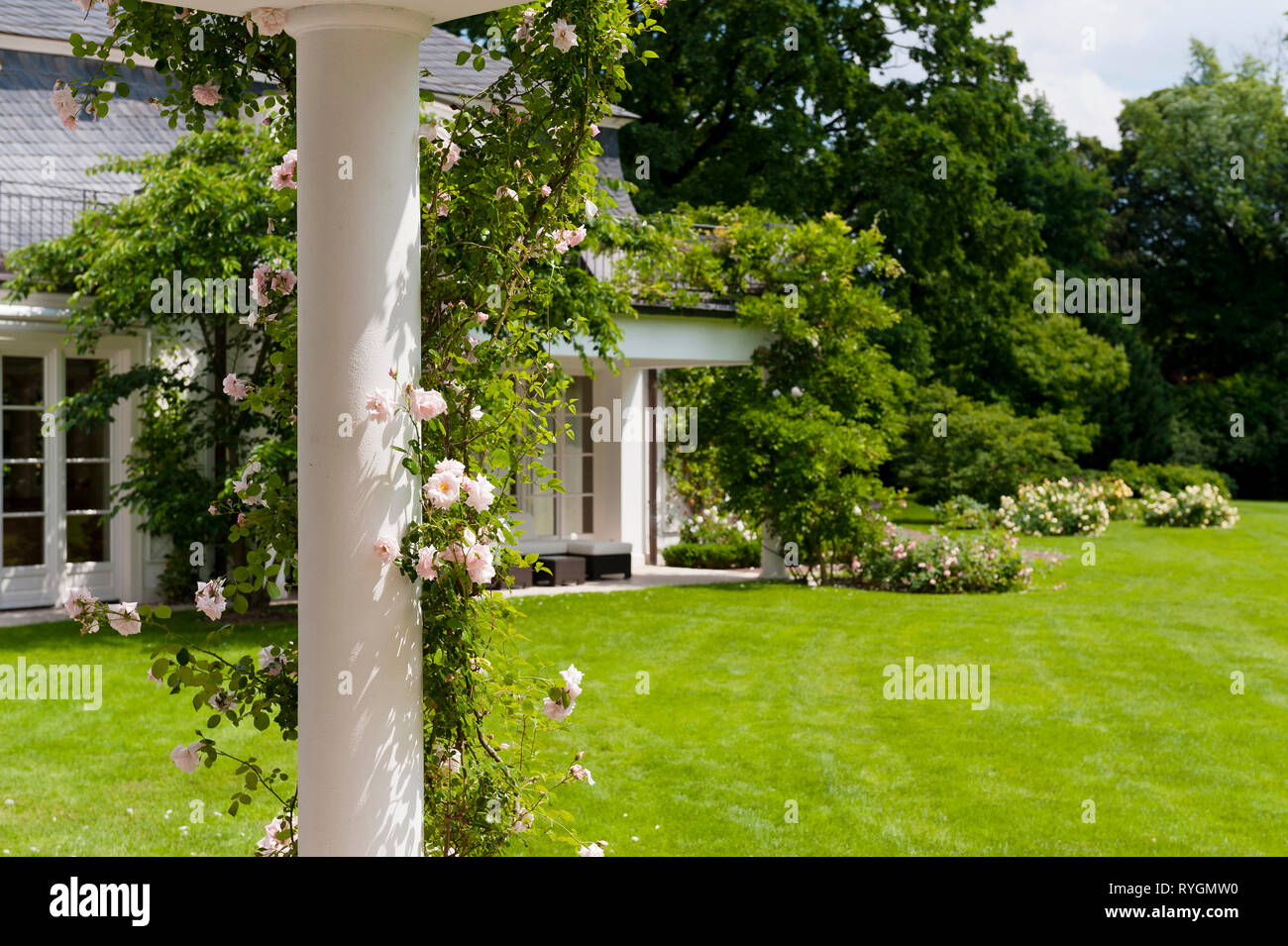 Roses garden climbing hi-res stock photography and images - Alamy