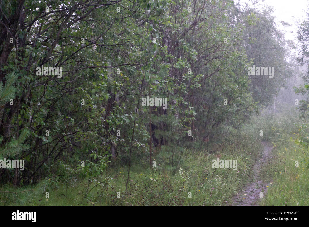 Tropical jungle shadow swamp tropical background tropical Stock Photo ...