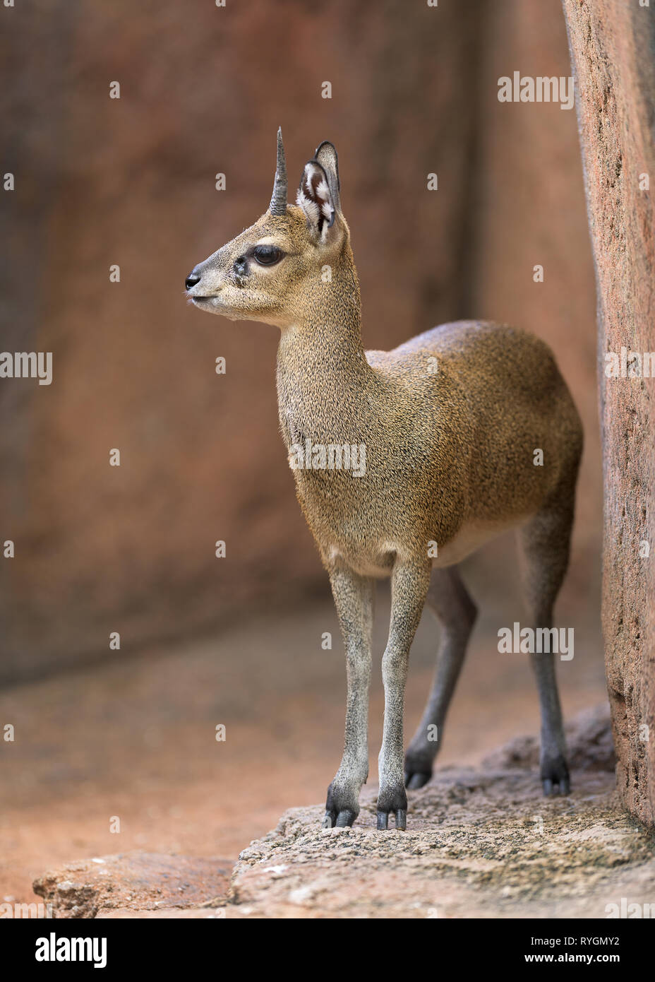 Antelope with short horns hi-res stock photography and images - Alamy