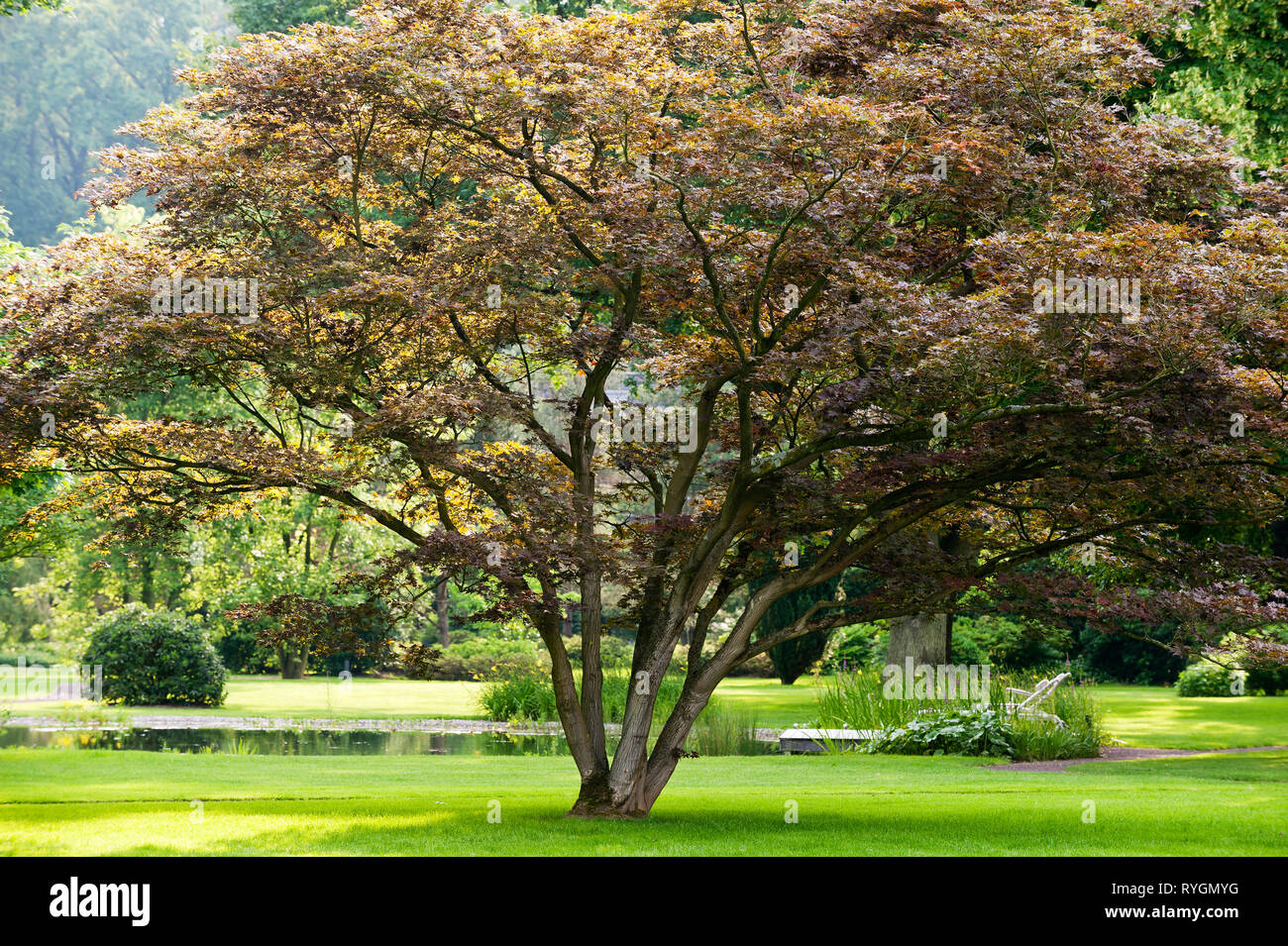 Tree on lawn Stock Photo - Alamy
