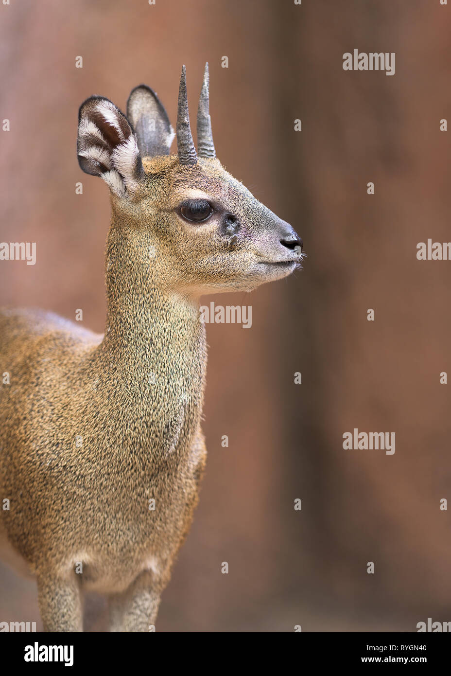 Small antelope hi-res stock photography and images - Alamy