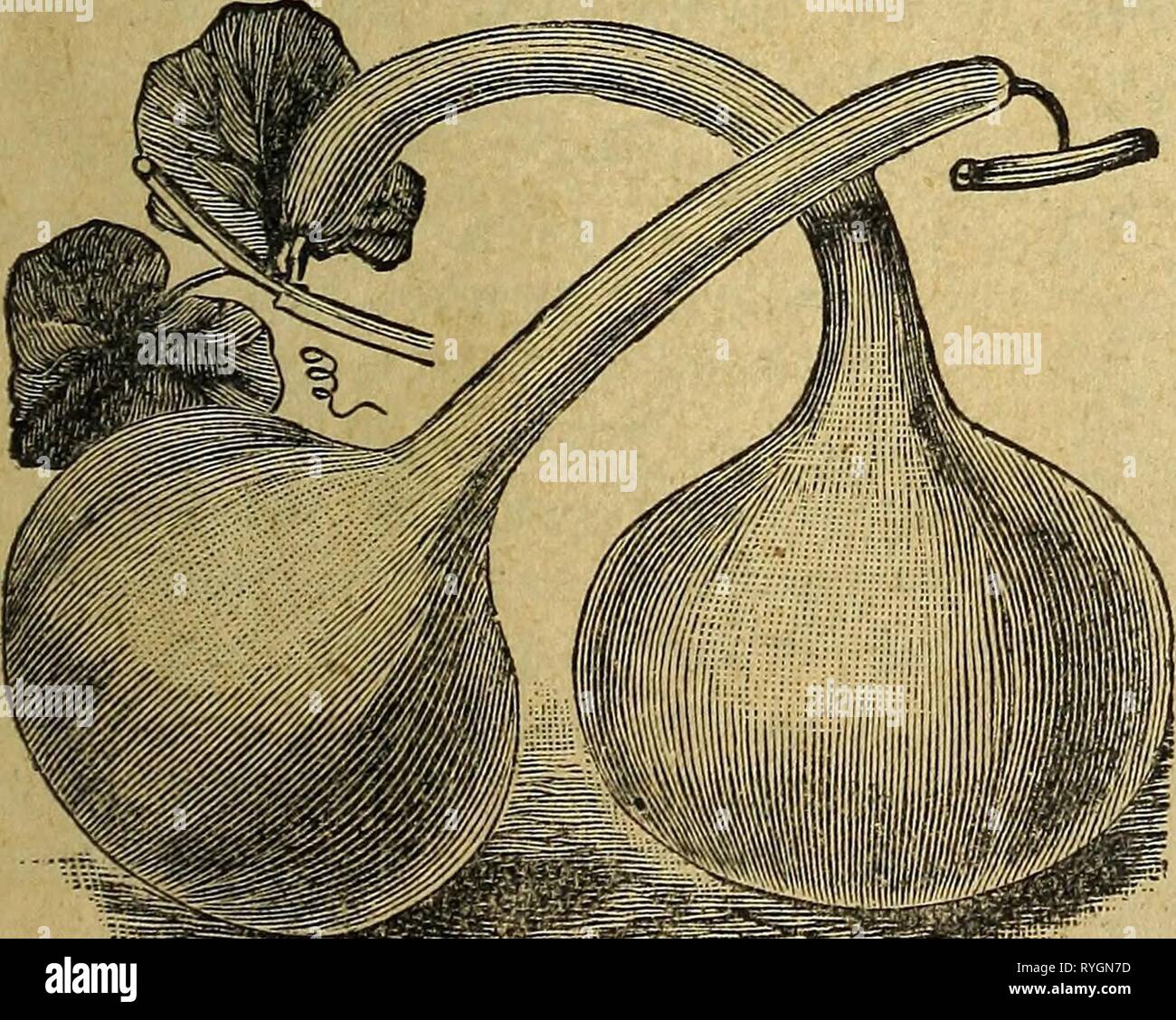 E Annabil & Co's seed Stock Photo - Alamy