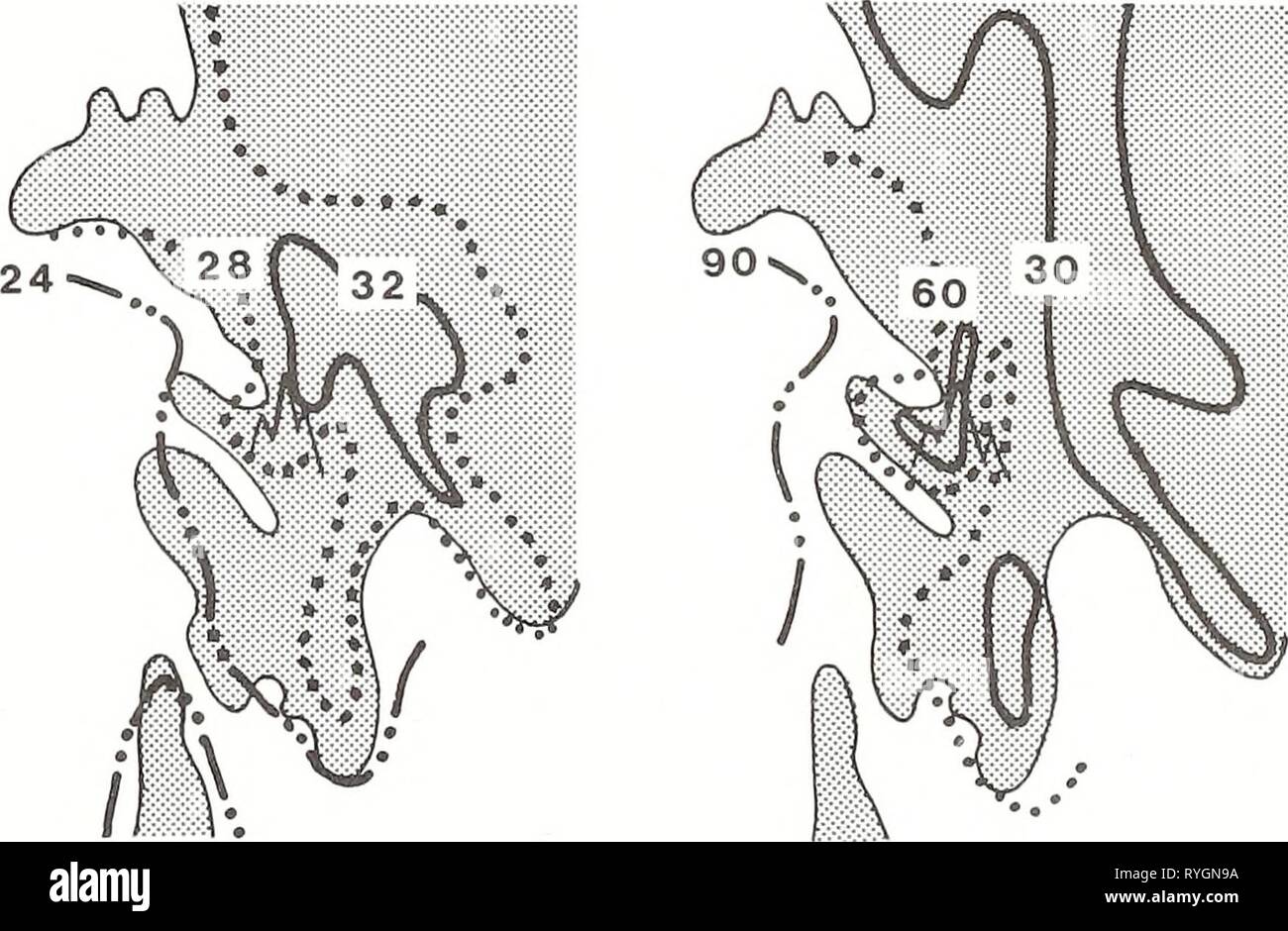 Ecological genetics of Pinus contorta Stock Photo - Alamy