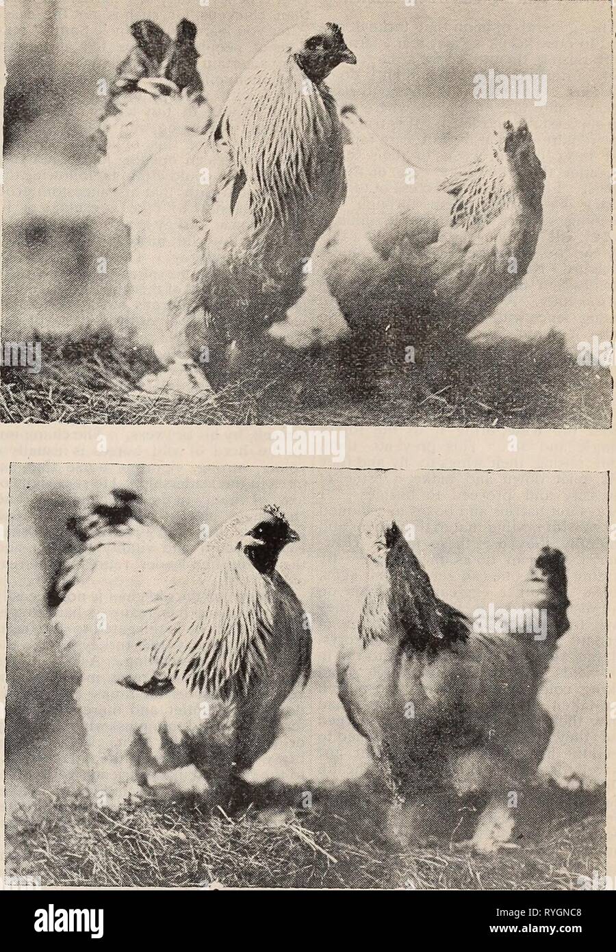 The Eastern poultryman (1902 Stock Photo - Alamy