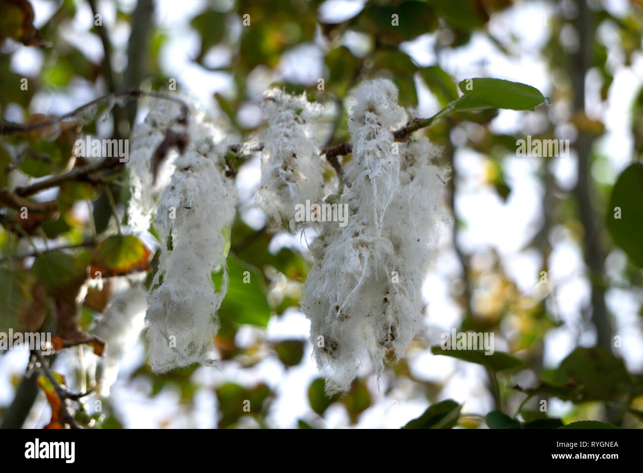 poplar fluff on a tree poplar down ecology Stock Photo - Alamy