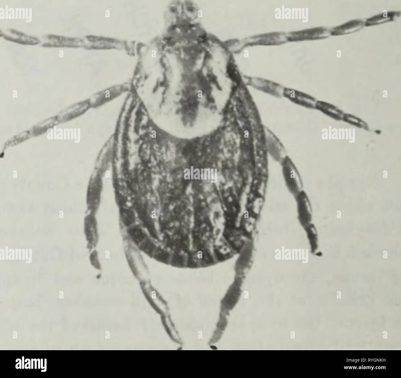 Ectoparasites of the cottontail rabbit Stock Photo - Alamy