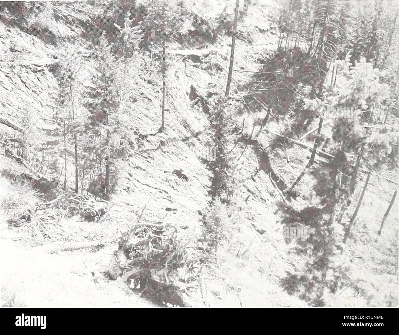 Effect of logging roads on Stock Photo - Alamy