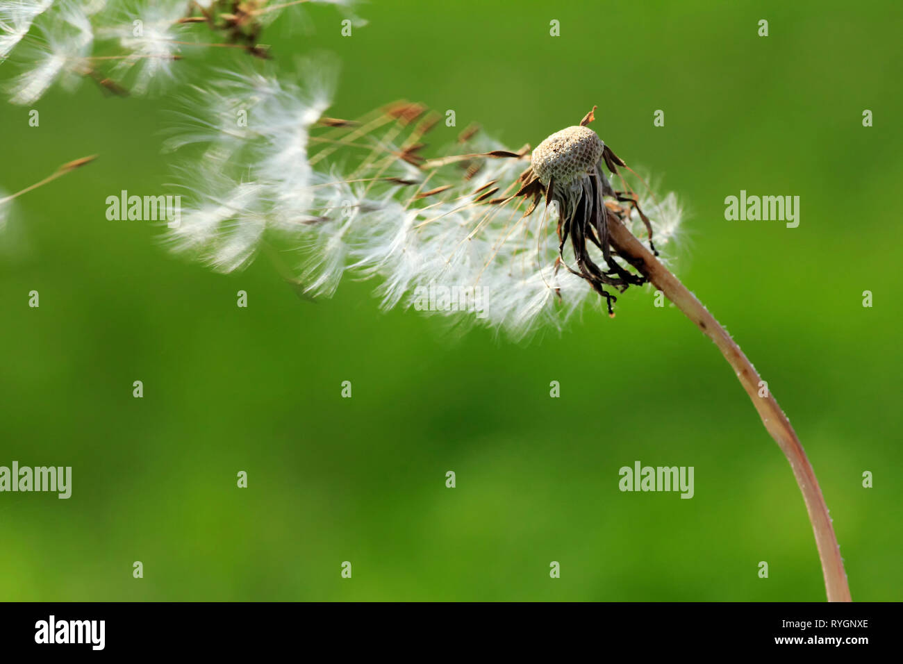 seeds blowing in the wind from a dandelion seed head Stock Photo - Alamy