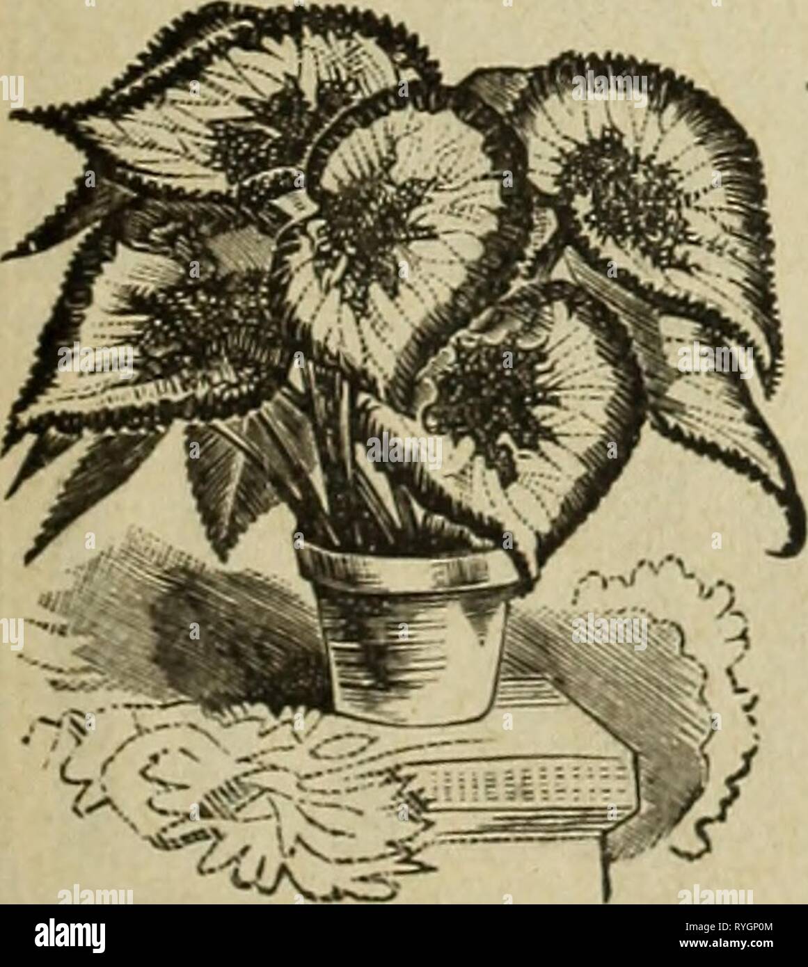 Garfield seed plant hi-res stock photography and images - Alamy