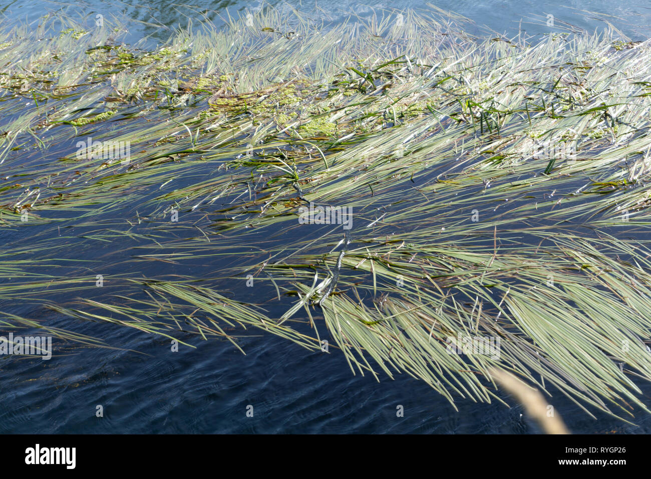 Typical flat Dutch countryside swamp landscape with meadow, water ditch ...