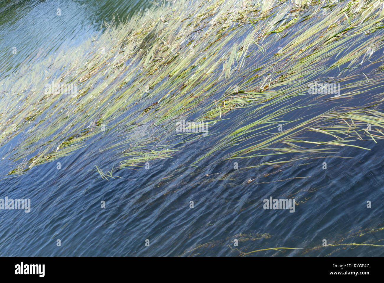 Seagrass field hi-res stock photography and images - Alamy