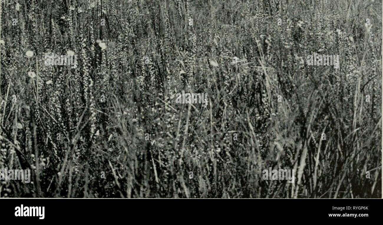 The Dunesland heritage of Illinois Stock Photo - Alamy