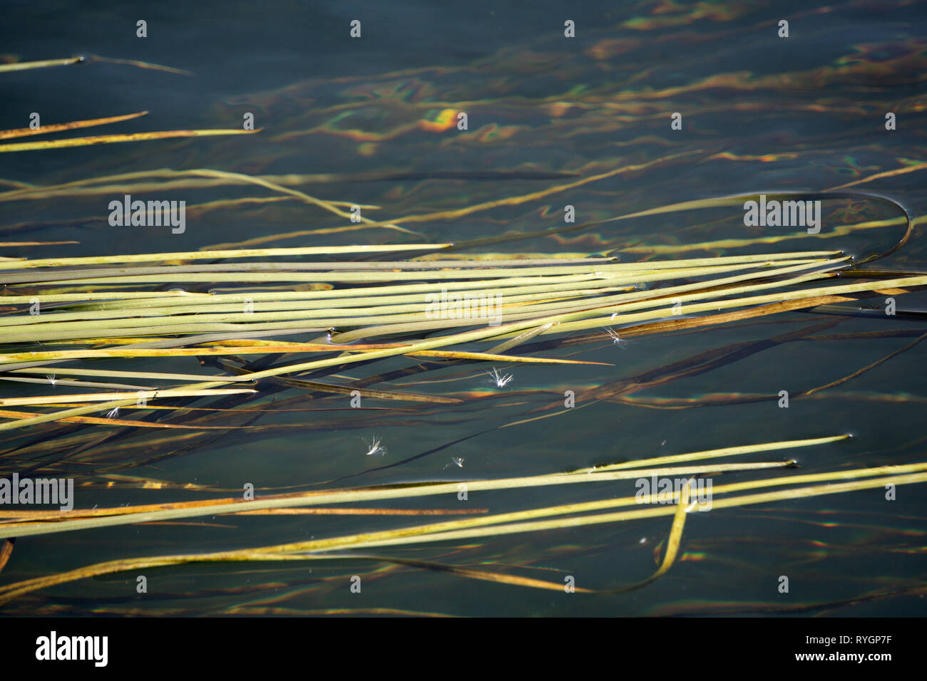 cane reflected in water shore silence spring Stock Photo - Alamy