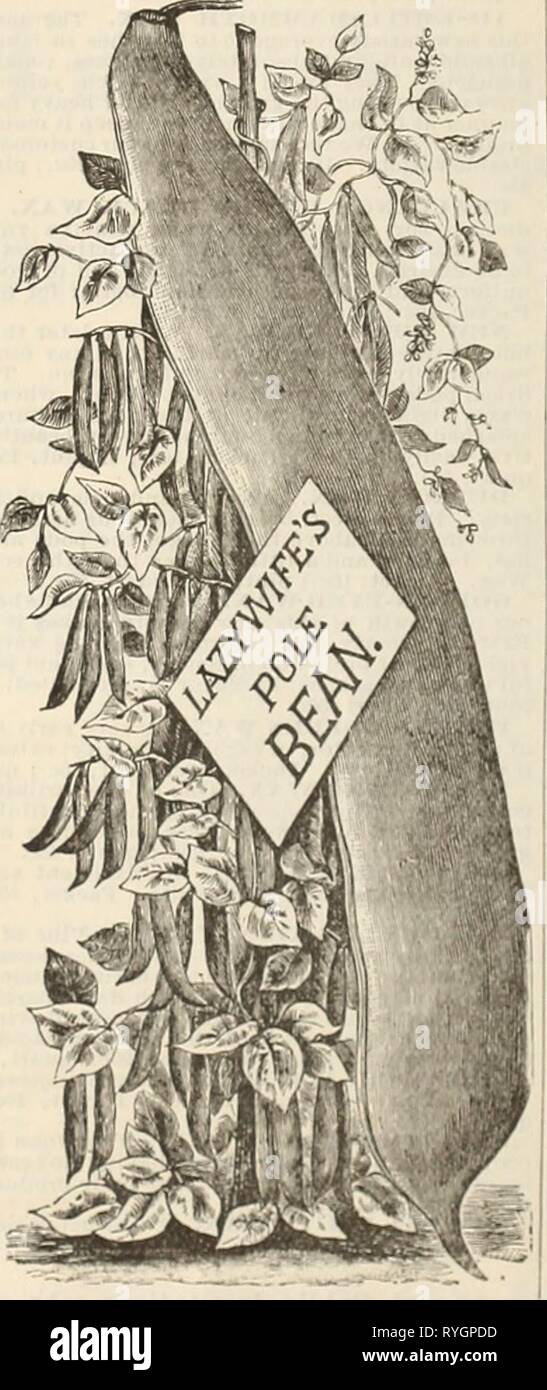 Violet quart hi-res stock photography and images - Alamy