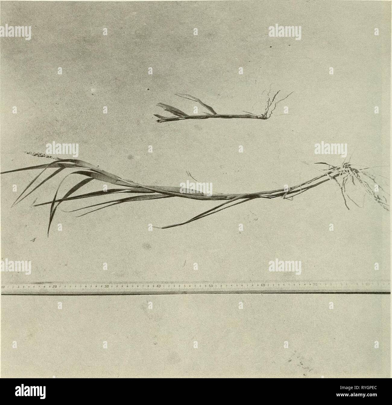 Dune stabilization with PANICUM AMARUM Stock Photo - Alamy