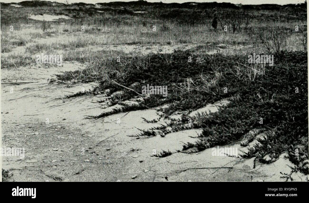 The Dunesland heritage of Illinois Stock Photo - Alamy